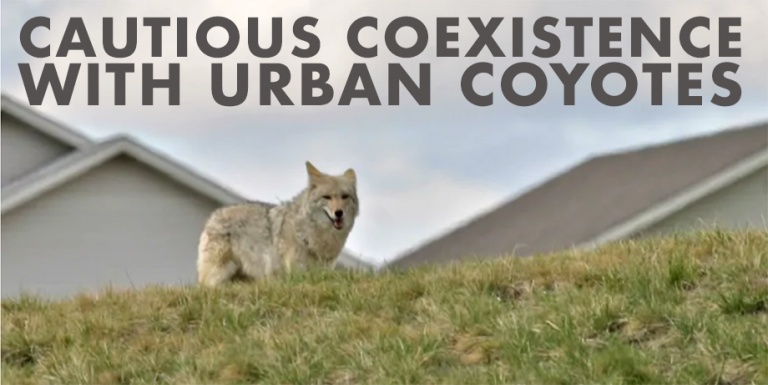 Urban Coyotes – RiversidePark.ca